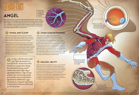 Angels Anatomy Rmarvel