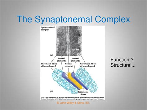 Ppt Chapter 2 Cellular Reproduction Powerpoint Presentation Free