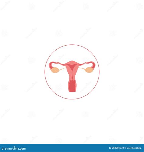 Female Reproductive System Woman Organs Stock Vector Illustration Of