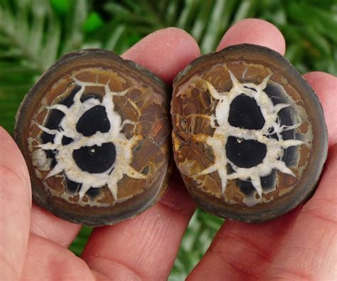 Dragonstones Pair Septarian Nodule Geode Septaria Dragonstone
