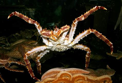 The Red King Crab Ecology For The Masses
