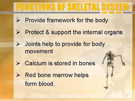 SKELETAL SYSTEM Chapter FUNCTIONS OF SKELETAL SYSTEM