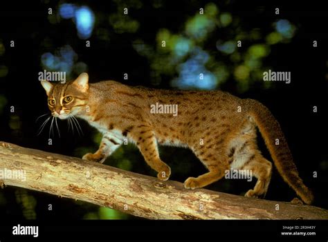 Rusty Spotted Cat Prionailurus Rubiginosus Rusty Cats Predators