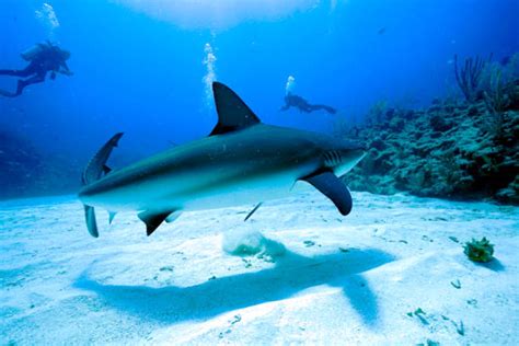 Scuba Diving In Belize Unveiling The Underwater Wonders The Eagle Ray Dive Shop