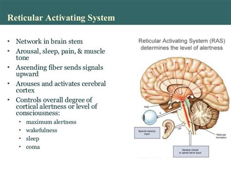 Higher Brain Functions Physiology