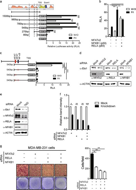 Identification Of Core Regulatory Element Cre And Cre Binding