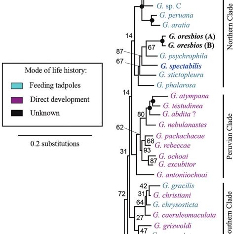 Maximum Likelihood Phylogeny Of Species In The Subgenus Gastrotheca
