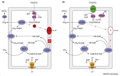 The Proposed Pathways For Aceticlastic Methanogenesis In Methanosarcina