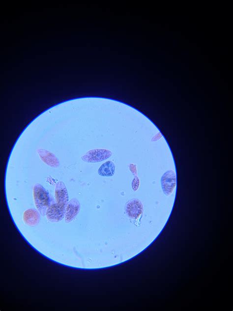 Id This Please R Microscopy