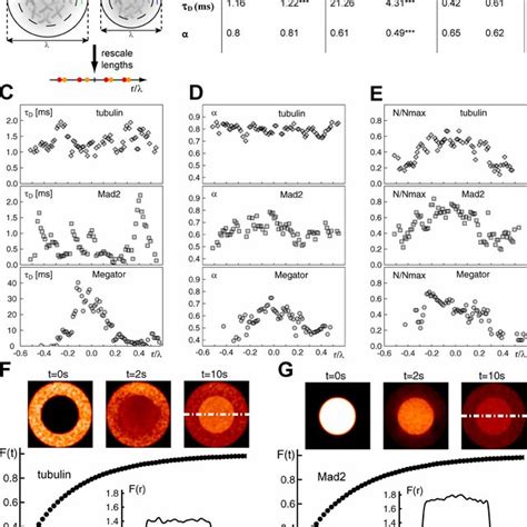 Protein Accumulation In The Nuclear Spindle Region Is A Consequence Of Download Scientific