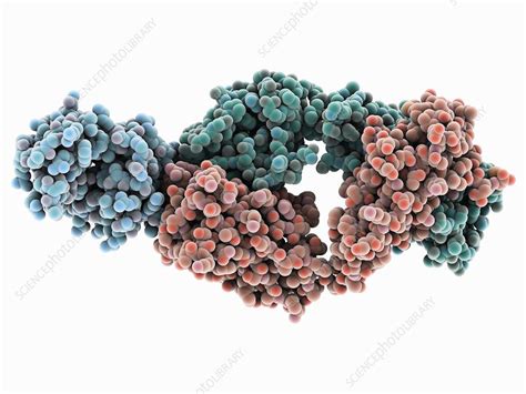 Antibody Fragment Lysozyme Complex Stock Image C0150071 Science