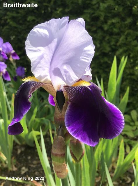 Braithwaite Historic Iris Preservation Society