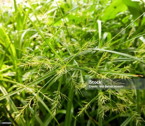 Tanaman Thuththiri Cyperus Rotundus Cocograss Rumput Jawa Rumput Kacang