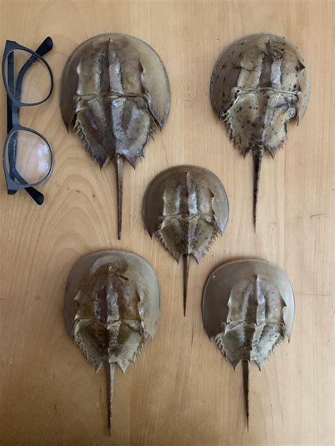 Its Limulus Polyphemus Molting Season —a Brief History Of Their Magics R Sasswitches