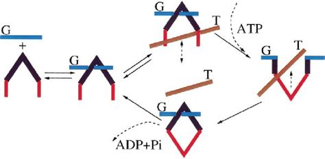 ͑ Color ͒ Two Gate Model Of Type Ii Topoisomerase Function The Download Scientific Diagram