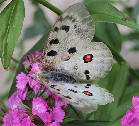 White Butterfly With Red And Black Spots On The Wings Sits On A Flower