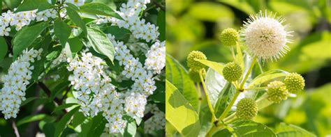Garden How To Grow Berry Berries Buttonbush Chokecherry 800x334 Ted