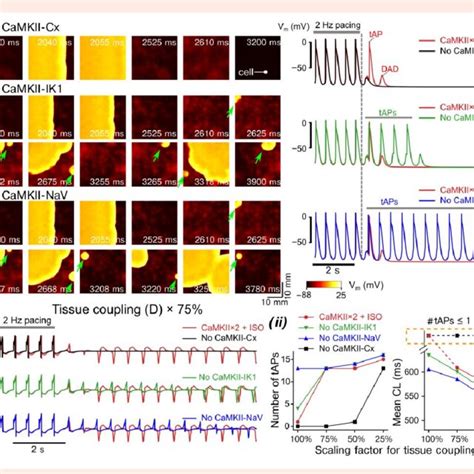 Dissecting The Roles Of Camkii Dependent Modulations Of Connexins