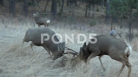 Big Mule Deer Fighting