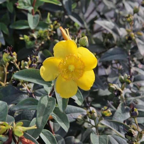 Hypericum Hidcote Large Plant Shrubs Van Meuwen Shrubs