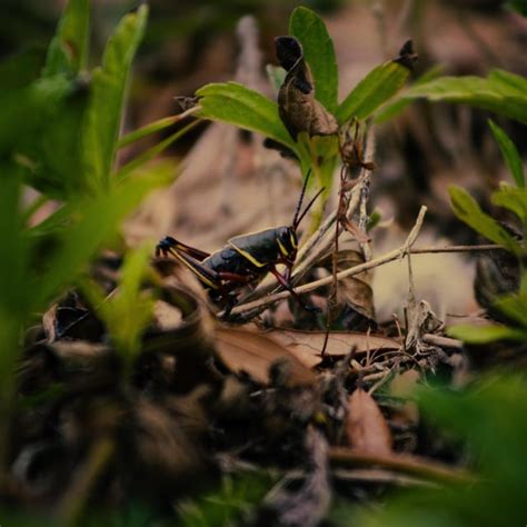 Southeastern Lubber Grasshopper Rphotographs
