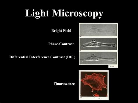 PPT Light Microscopy PowerPoint Presentation Free Download ID 6835641