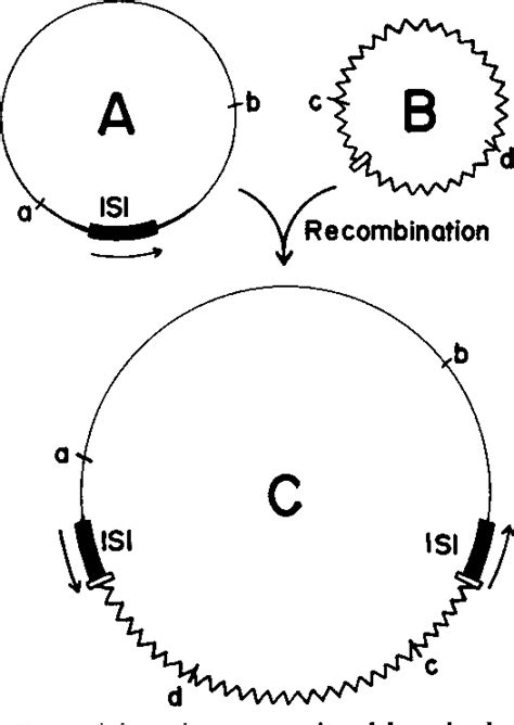 Figure 1 From Insertion Element Is 102 Resides In Plasmid Psc 101