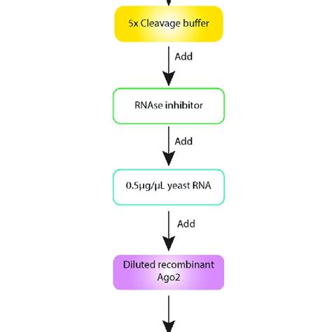 Diagram Of A Typical Cleavage Reaction Download Scientific Diagram