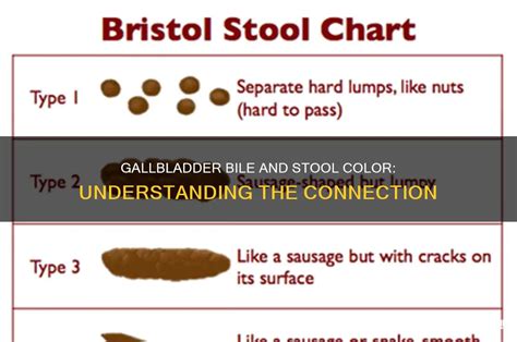 Gallbladder Bile And Stool Color Understanding The Connection Medshun