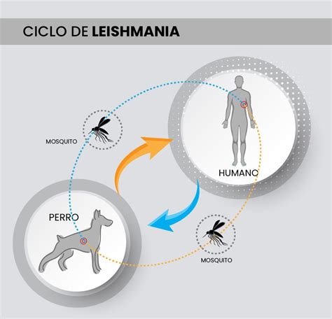 Leishmaniasis Una Enfermedad Que Afecta Tanto A Los Animales Como A