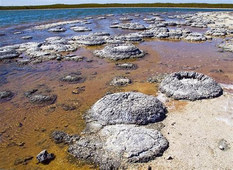 Les Premières Traces De La Vie Sur Terre Lunivers De La Géologie