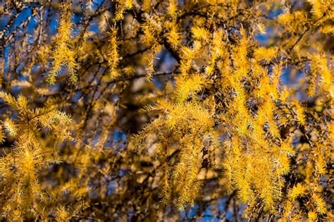 Premium Photo Yellow Larch Branch At Autumn Close Up Of Larch Tree