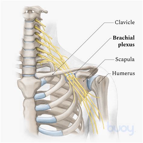 Shoulder Anatomy Nerve