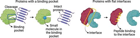 Representation Of A Protein With Binding Pocketscavities And Proteins Download Scientific