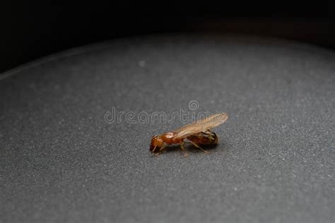 Red Termite Struggle To Live On The Dark Spot Object Stock Image