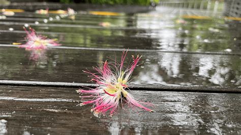 满是回忆的那朵花儿，动人传说的背后还是一味中草药合欢夫君秀才