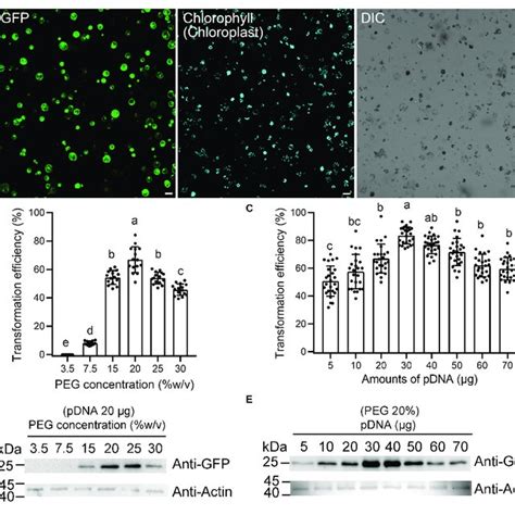 Optimization Of Moso Bamboo Protoplast Transient Expression System