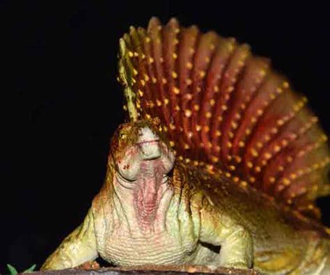 Edaphosaurus Model Photographs Sent To Everything Dinosaur