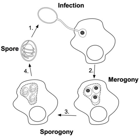 Lecture 9 Microbial Eukaryotes At Mucosal Surfaces Flashcards Quizlet