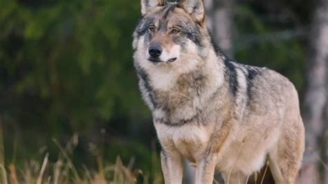 A Wolf Is Exploring Southern Colorado Cpw Says With Latest Wolf