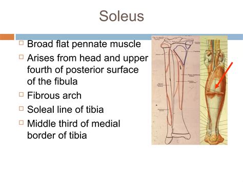 Anterior Lateral Andposteriorcompartmentsofcalf Ppt
