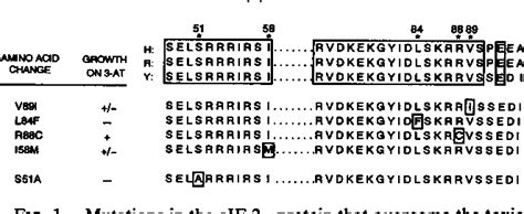 Figure 1 From Mutations In The A Subunit Of Eukaryotic Translation Initiation Factor 2 Eif 2a