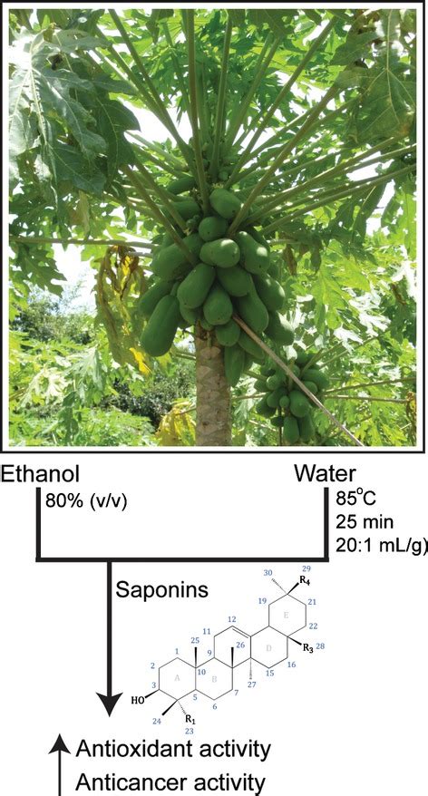 Antioxidant And Anticancer Capacity Of Saponin‐enriched Carica Papaya Leaf Extracts Vuong