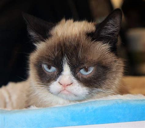 Nu Ai Să Crezi Ce Se Va întâmpla Cu Pisica Grumpy Cat în Scurt Timp Spynewsro