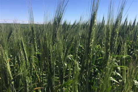 Wheat Breeding Trial Aims To Put Flavour Back In Bread Abc News