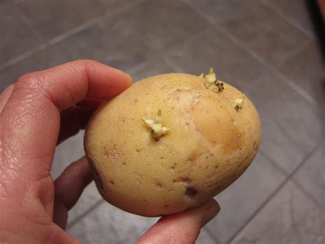 How Will Light Affect The Sprouting Of Eyes On A Potato At Kayla