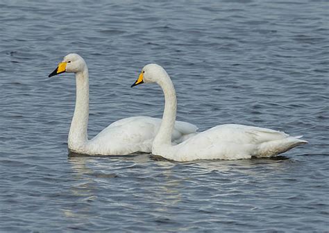 Cisne Cantor Fotos Banco De Fotos E Imágenes De Stock Istock