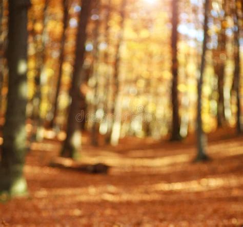 Blurred Autumn Landscape Background Of Forest With Yellowed Foliage