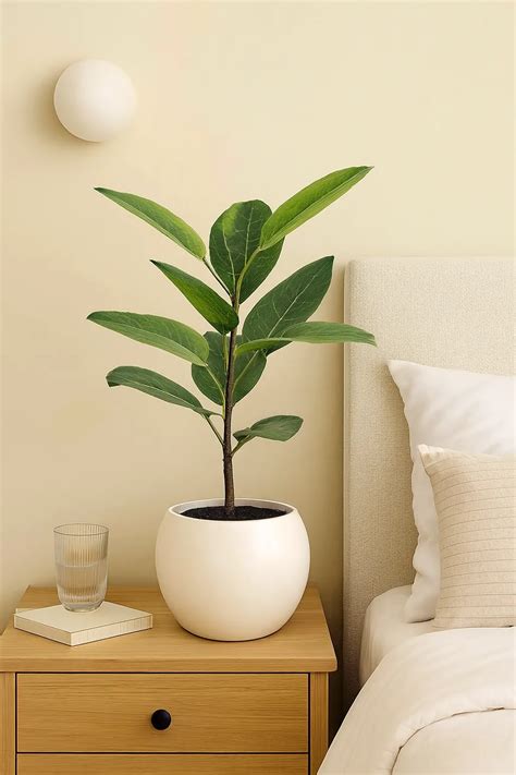 خرید فیکوس آلتیسیما گیاه زینتی مقاوم برای دکوراسیون داخلی