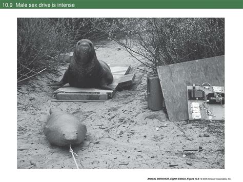 Ppt Biology 484 Ethology Chapter 10 Evolution Of Reproductive